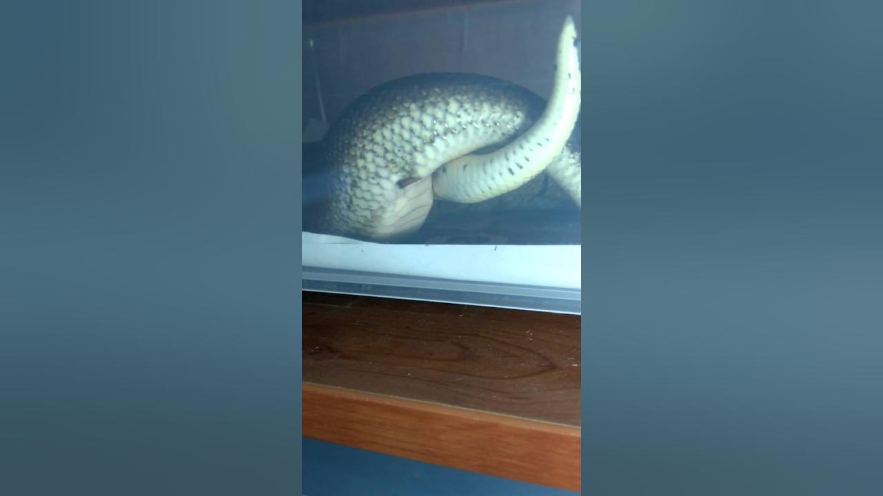 Ball Python lock male stimulation - YouTube