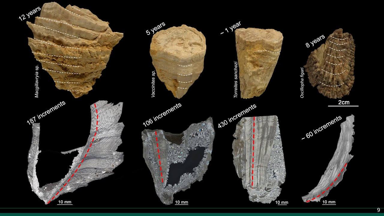 RUDIST BIVALVES AS ENVIRONMENTAL ARCHIVES - YouTube