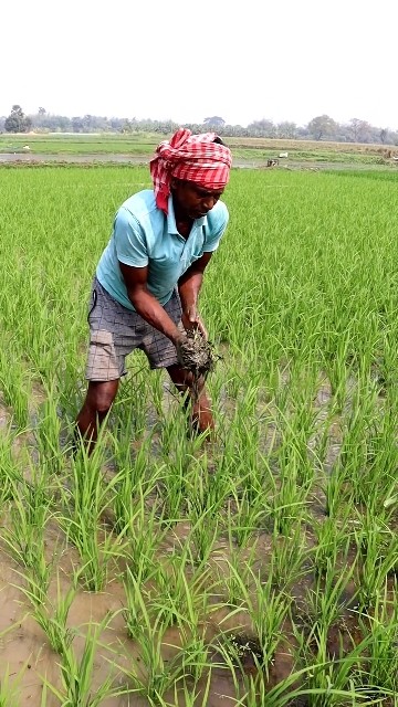 Proper Weeding in Paddy #shorts - YouTube