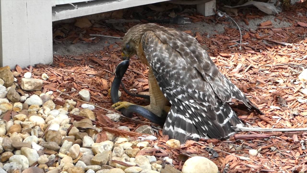 Hawk vs Snake - YouTube