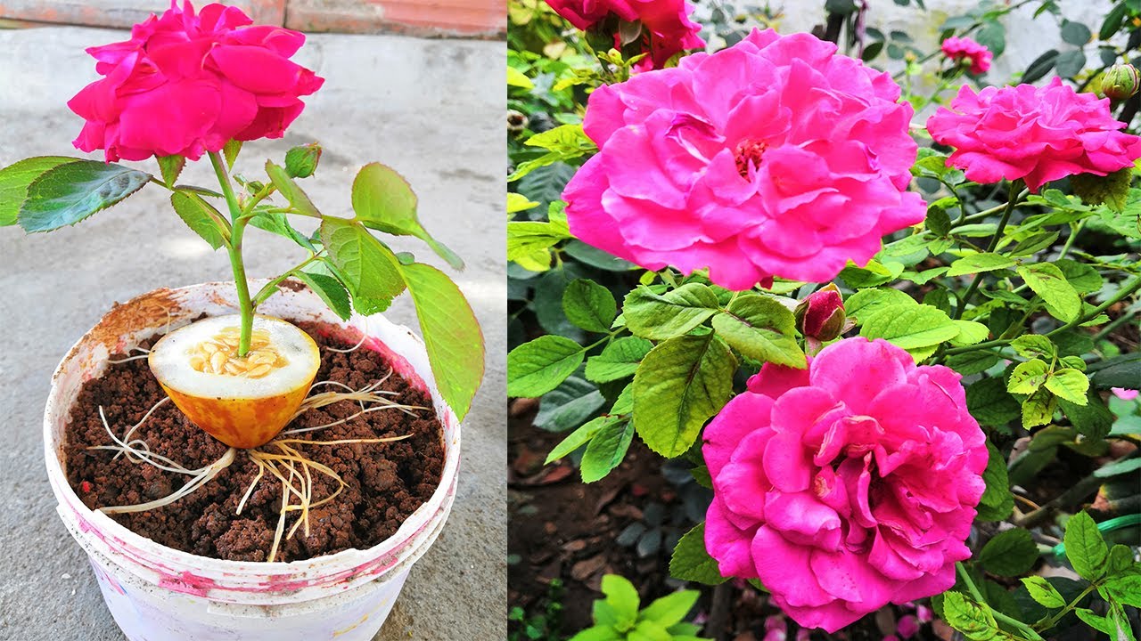 Amazing results rose propagation with cucumber | Grow roses from ...