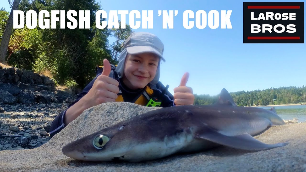 VENOMOUS SHARK Kayak Catch and Cook at Penrose Point - LaRoseBros - YouTube