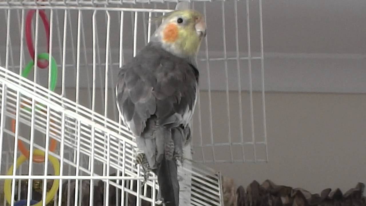 COCKATIEL TALKING - YouTube