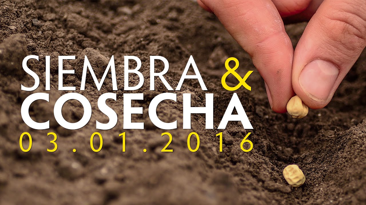 SIEMBRA & COSECHA | 03.01.2016 - YouTube