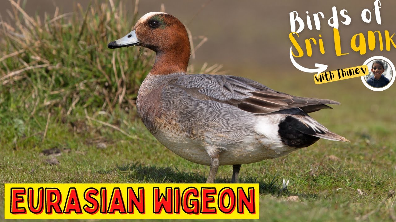 EURASIAN WIGEON | Birds of Sri Lanka with Thinev | The Widgeon | Sound ...