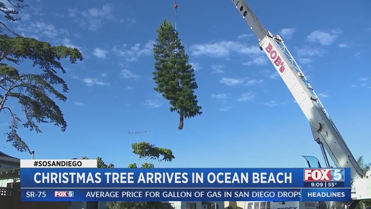 Christmas Tree Arrives In Ocean Beach - YouTube