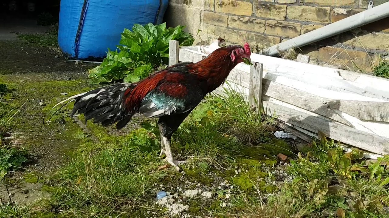 My Pure pakistani sindhi aseel - YouTube