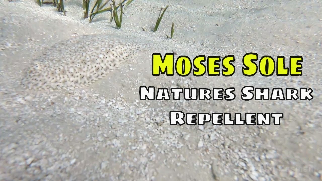 Moses Sole Fish - YouTube