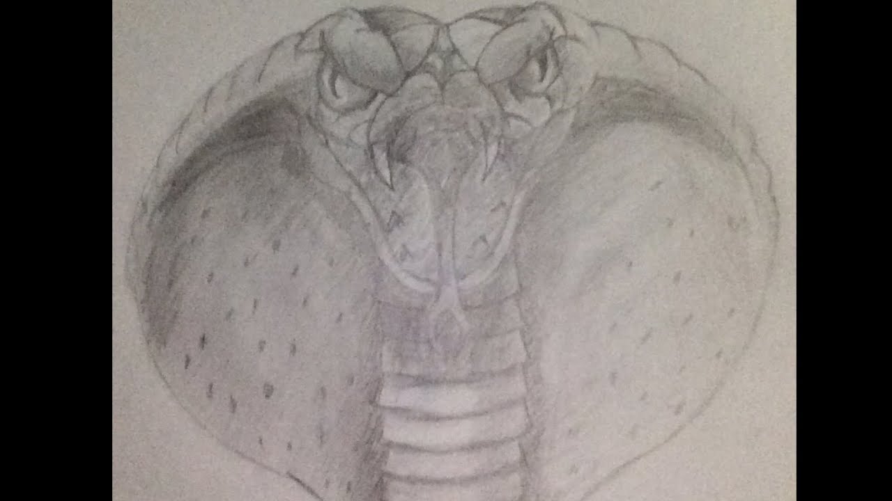 How to draw king cobra / pencil drawing / time -lapse - YouTube