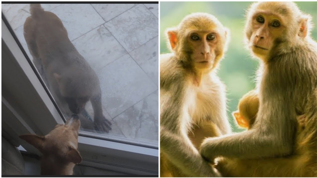 Kabir ka pichkoo toy | Cherry and Monkey - YouTube