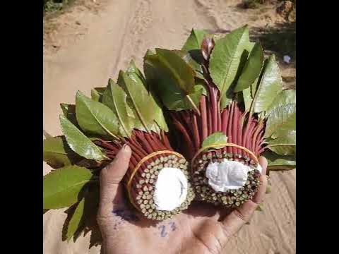 قات تخازين فخفخينا - YouTube