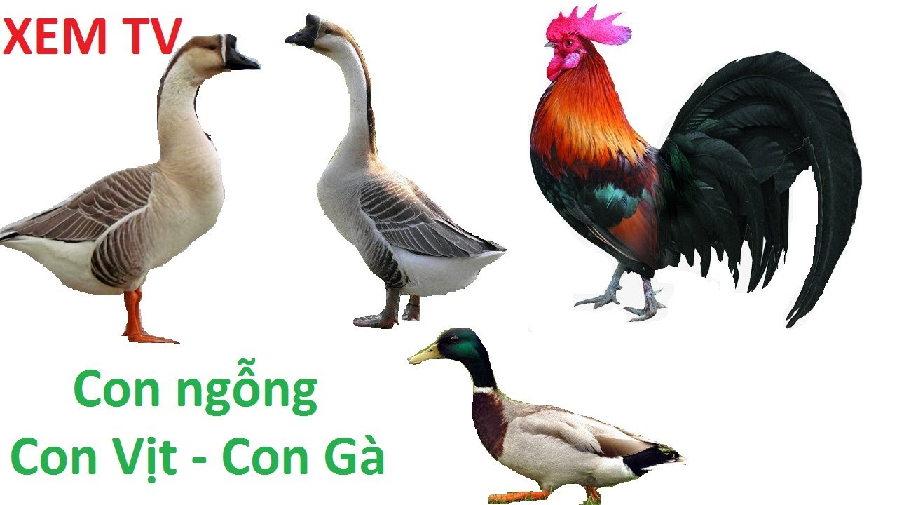 Con Vật | Con Ngỗng, Con Vịt, Con Gà | Animals | Goose, Duck, Chicken ...