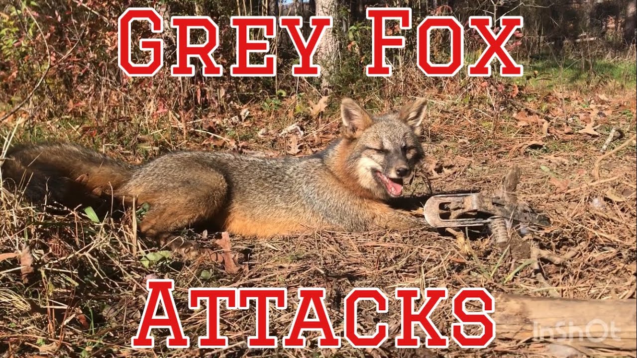 Grey Fox Attacks - YouTube