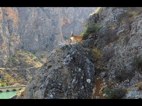Kayalıklarda ki DAĞ KEÇİLERİ  -   vahşi doğal yaşam