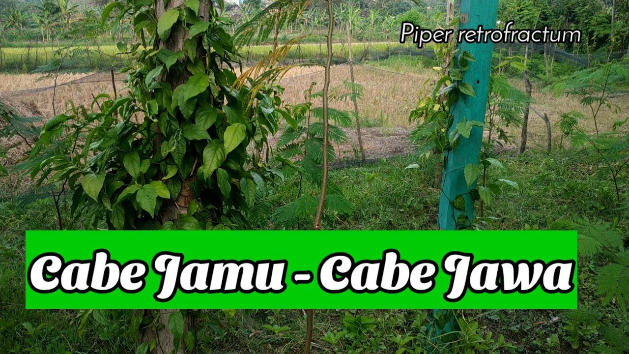 Cabai Jamu - Cabai Jawa || Piper Retrofactum - YouTube