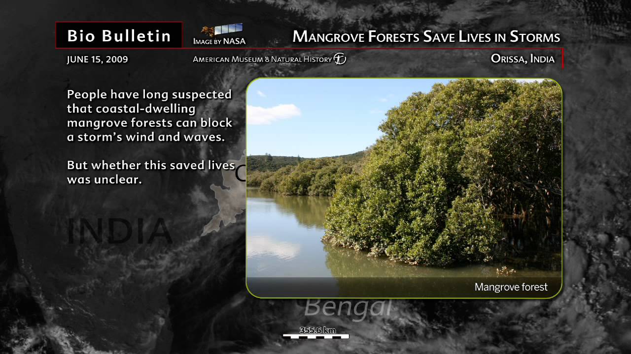 Science Bulletins: Mangrove Trees Save Lives in Storms - YouTube