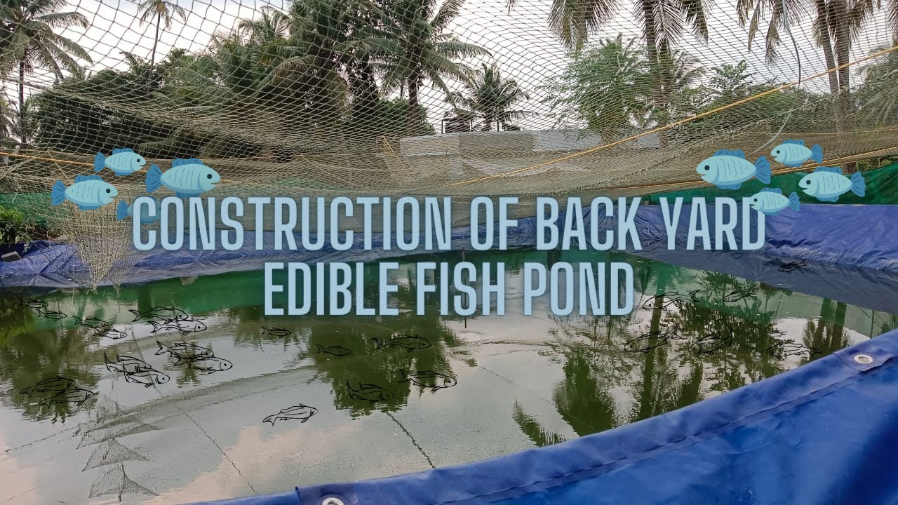 Construction of Back Yard Edible Fish Pond - YouTube