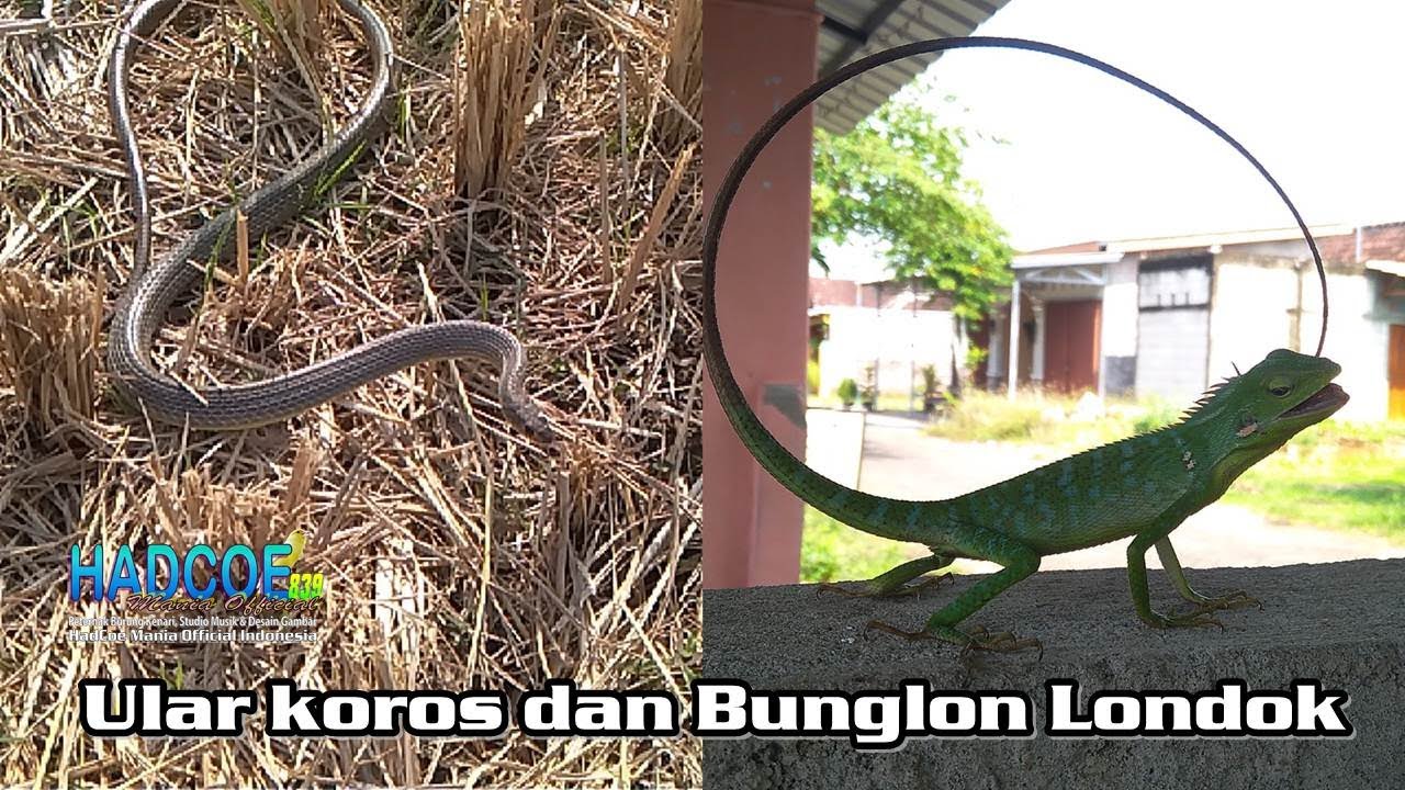 Ular Koros dan Bunglon Londok - vLOG Reptile - YouTube