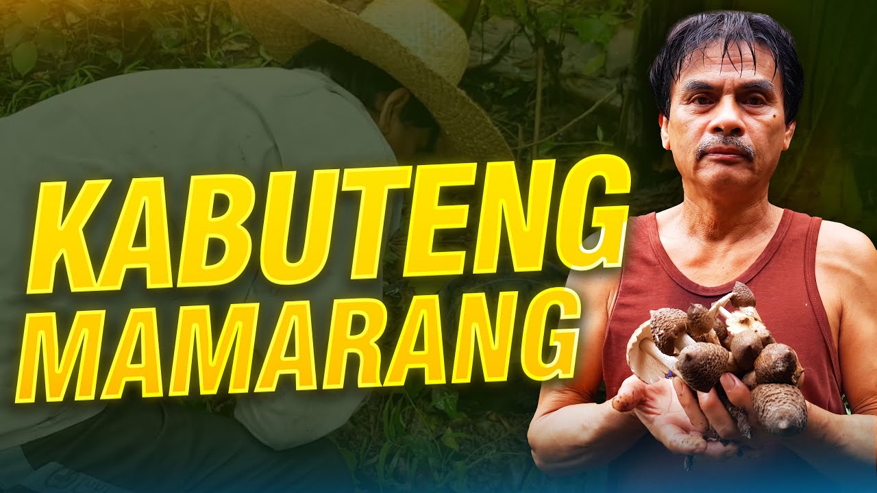 Harvesting Kabuteng Mamarang - YouTube