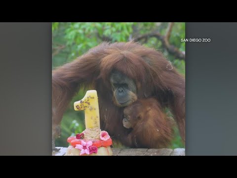 Kaja, a critically endangered Sumatran orangutan, celebrates 1st ...