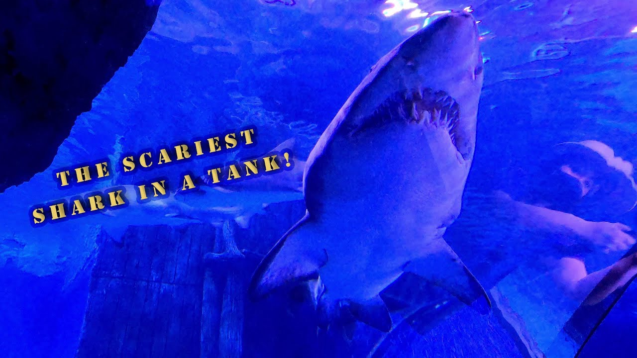 FishworldTV goes to the Biggest Aquarium in UAE | Fishworld TV - YouTube