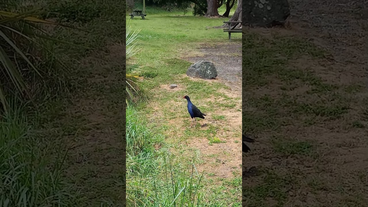 Pukeko bird sound #shorts #bluebird #birdsound - YouTube