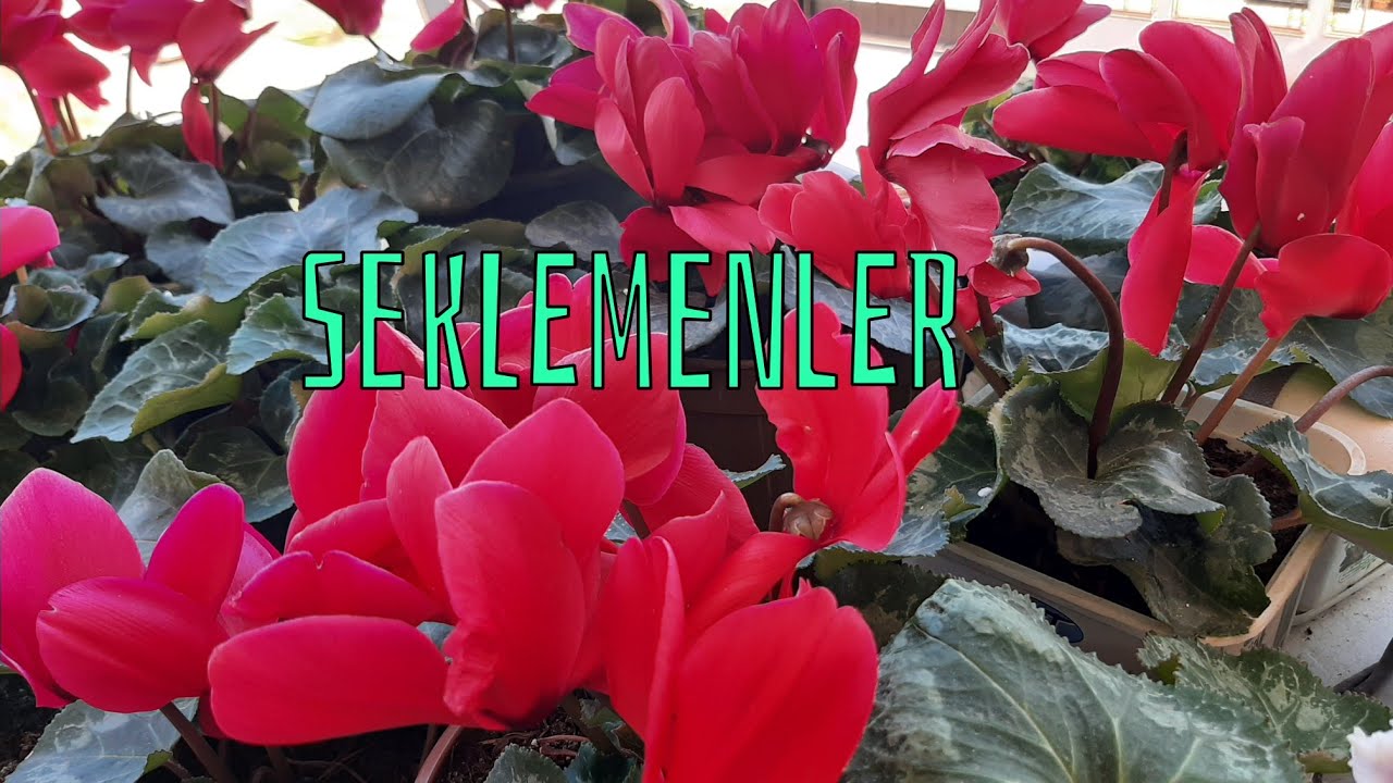 #SEKLEMEN#SIKLEMEN #KOMŞUMUN BALKON #ÇİÇEKLERİ - YouTube