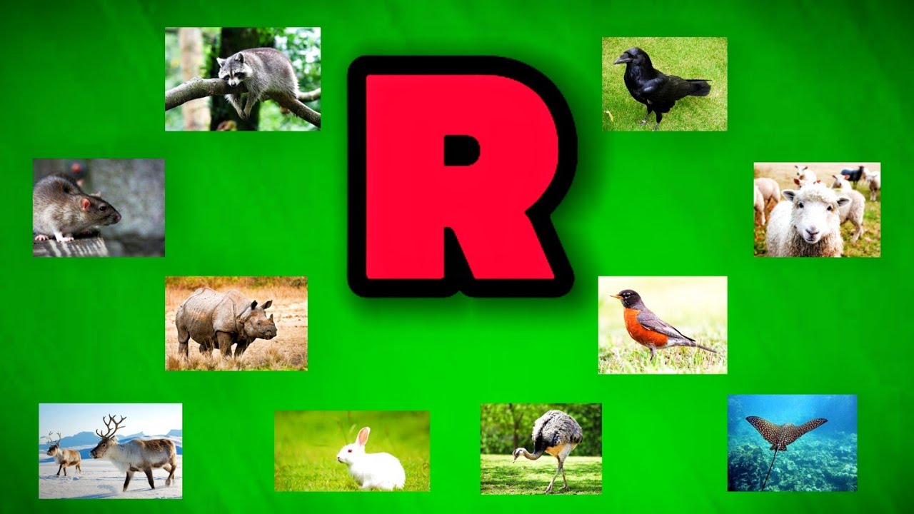 10 ANIMALS NAMES START WITH R WITH PICTURES OR SPELLINGS - YouTube