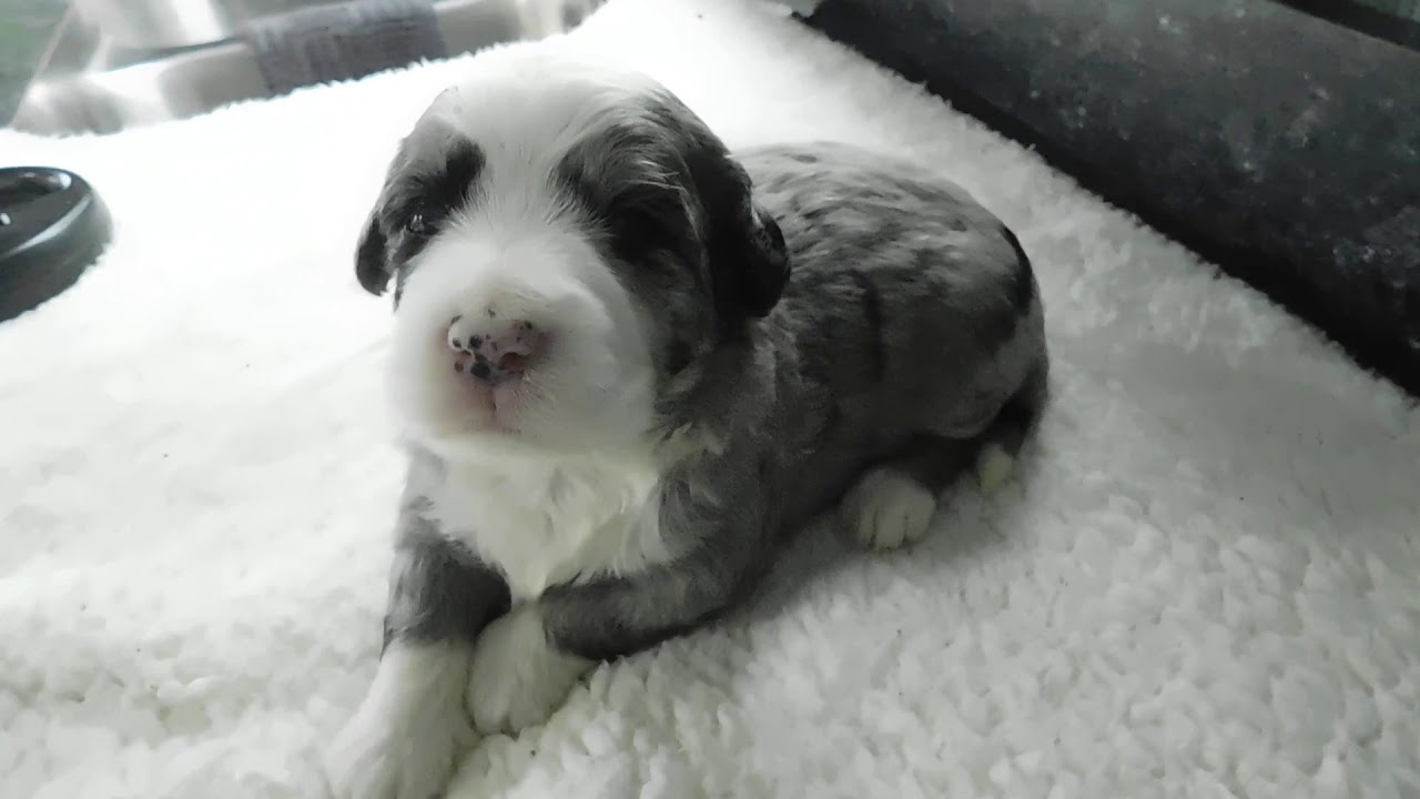 Blue Merle Mini Bernedoodle - YouTube