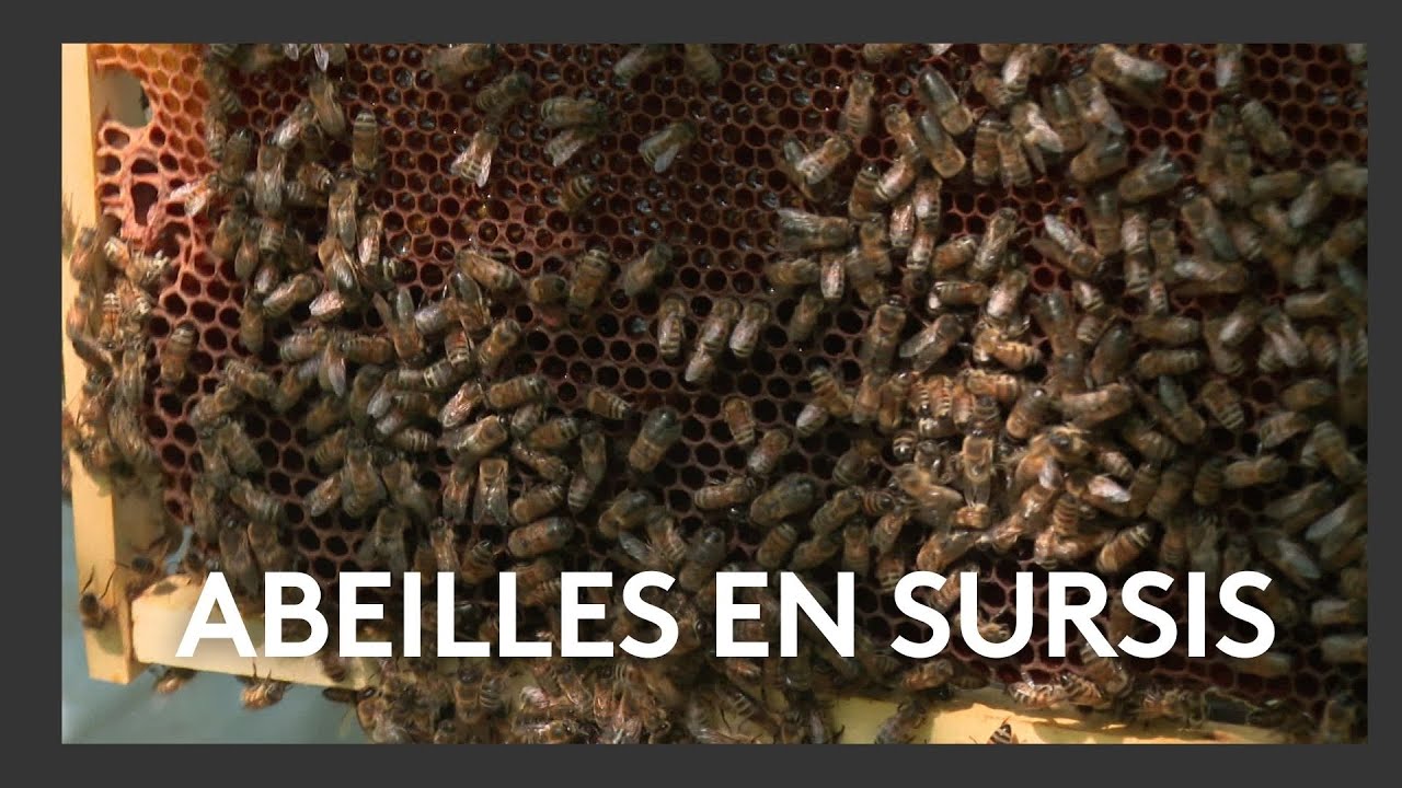 Entre pesticides et frelons : le massacre silencieux des abeilles - YouTube