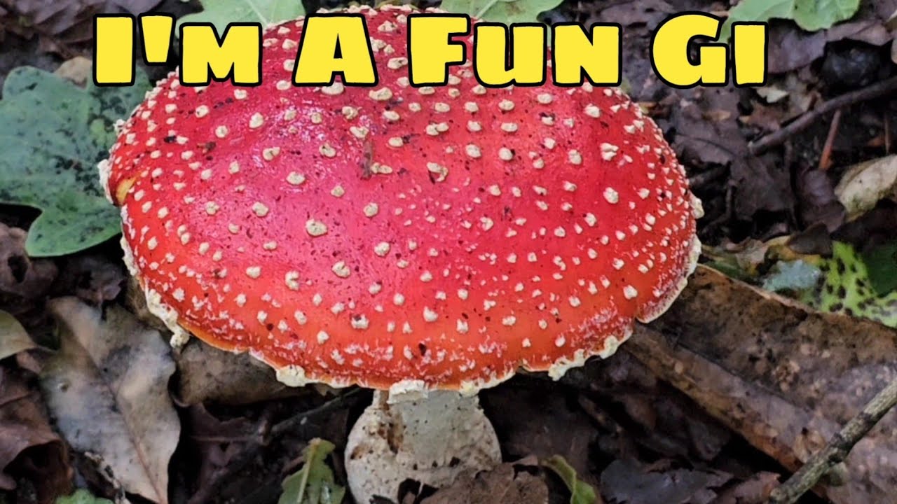 I'm Just A Fun-Gi - YouTube