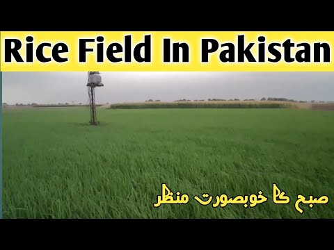 Rice Field In Pakistan Punjab - YouTube