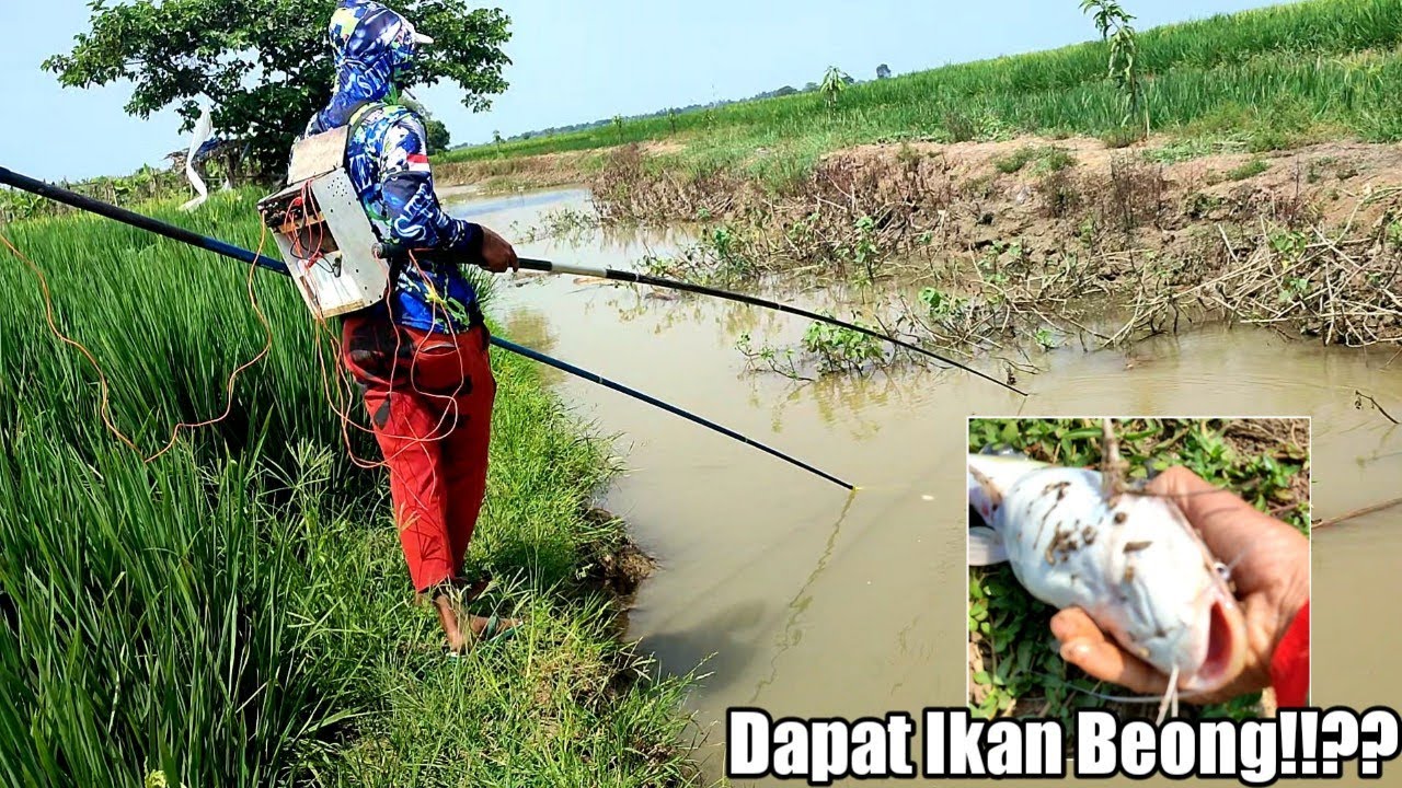 mencoba cari ikan pake setrum PDC - YouTube