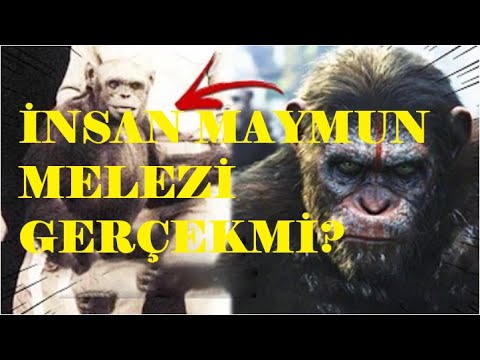 İnsan Maymun Melezi (Humanzee - İnsanze GERÇEKMİ ? )