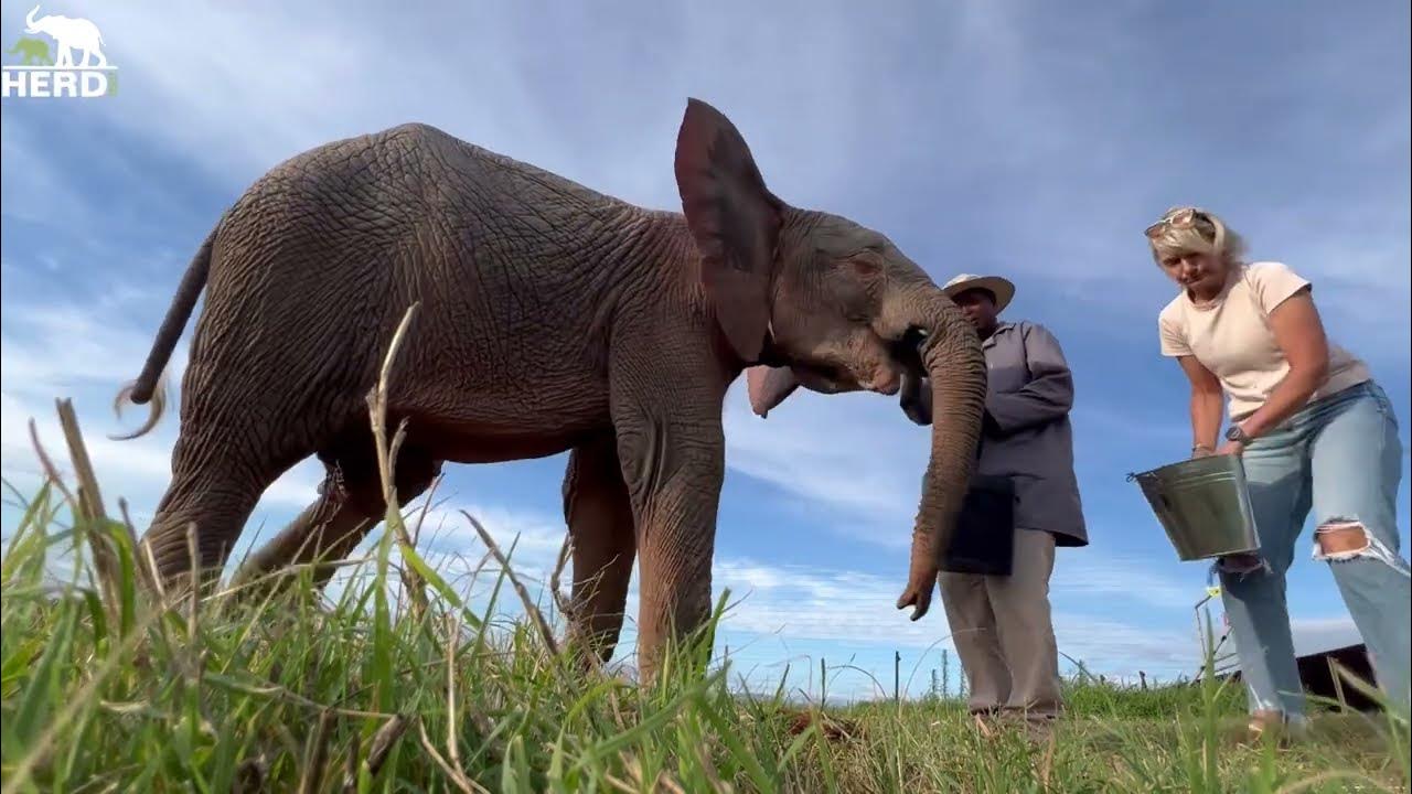 Albino Baby Elephant, Khanyisa Gets Injured & Treated 🐘 - YouTube