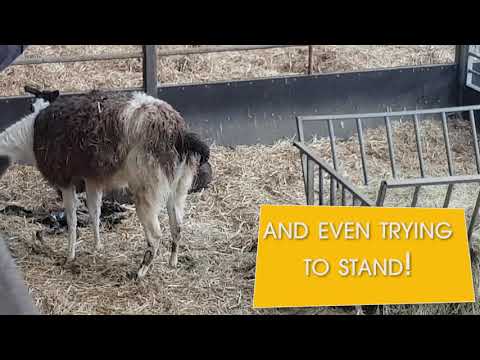 A live llama birth at Cannon Hall Farm - YouTube