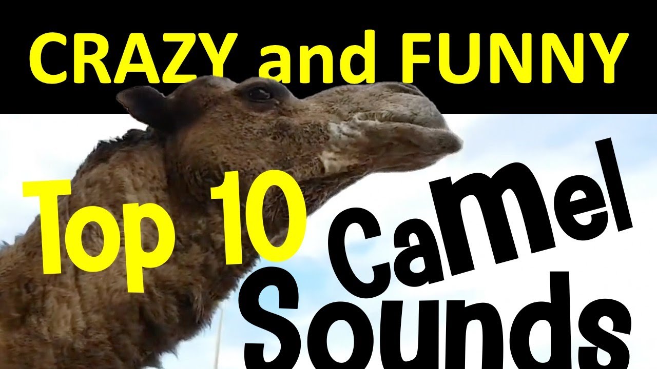 Funny Camel