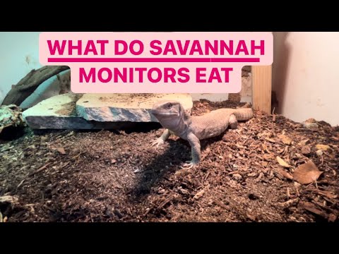 WHAT I FEED MY SAVANNAH MONITORS!!! - YouTube