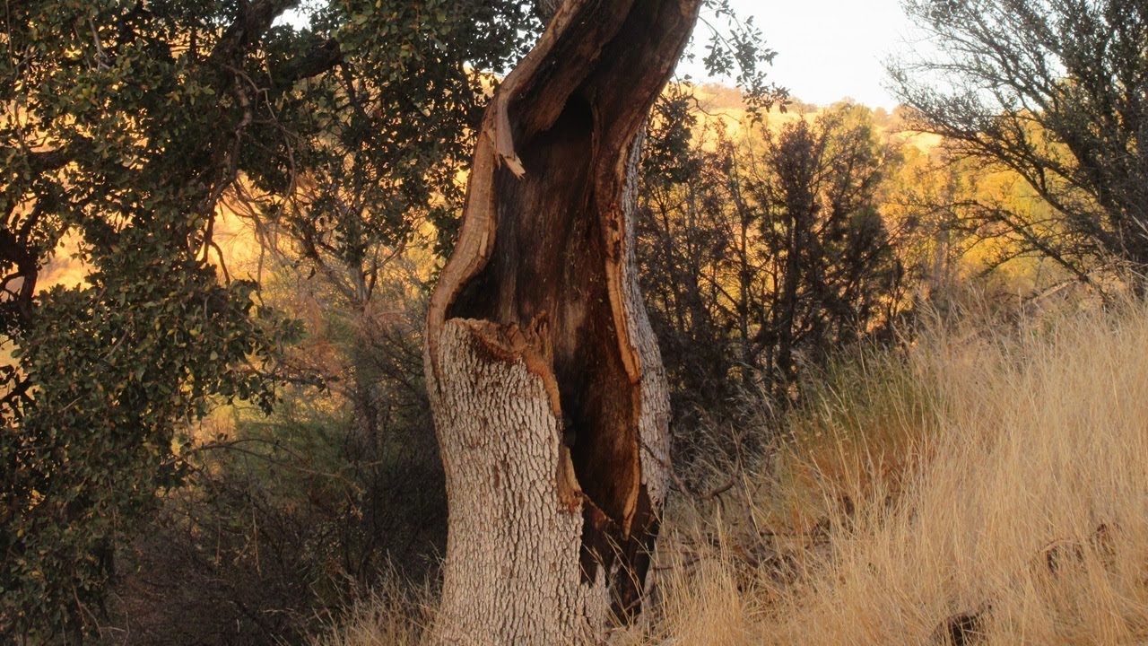 Crazy Hollow Old Oak Tree Trunk - YouTube