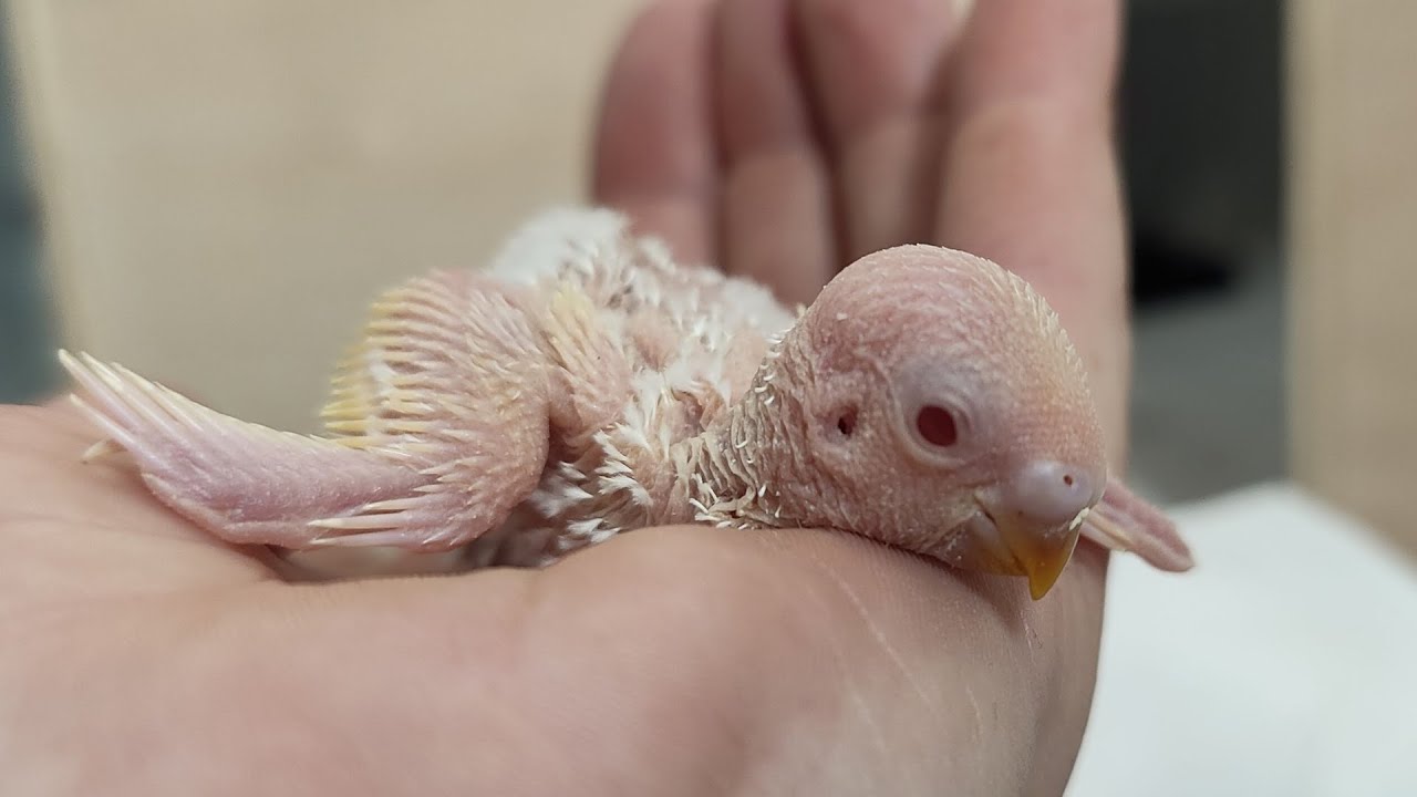 "Watch Budgies Enjoying Their Tasty Snacks! 🐦🍓 | Cute Bird Eating ...