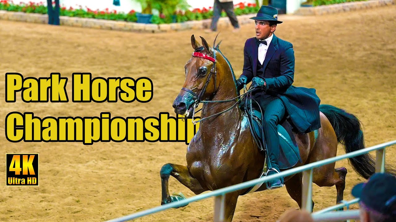 Park Horse Championship at Scottsdale Arabian Horse Show - YouTube