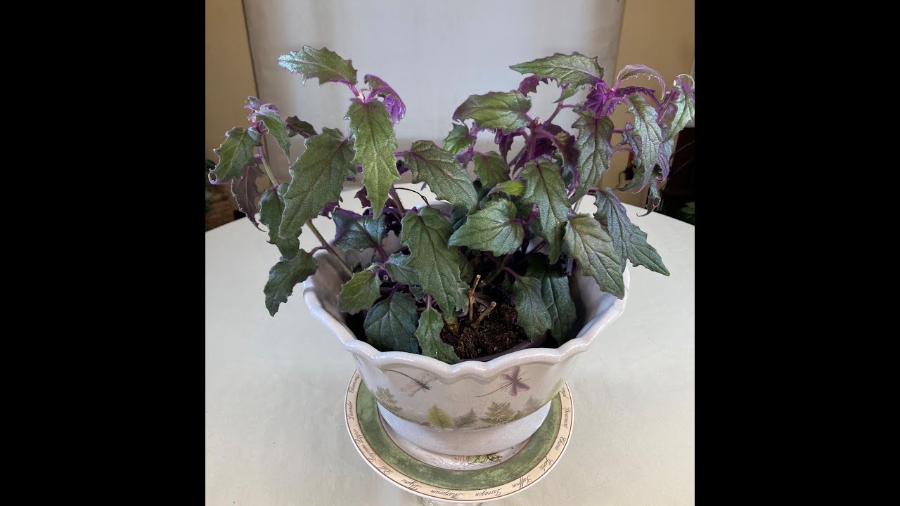 Purple Velvet Plant (Gynura) Care: What to Know - YouTube