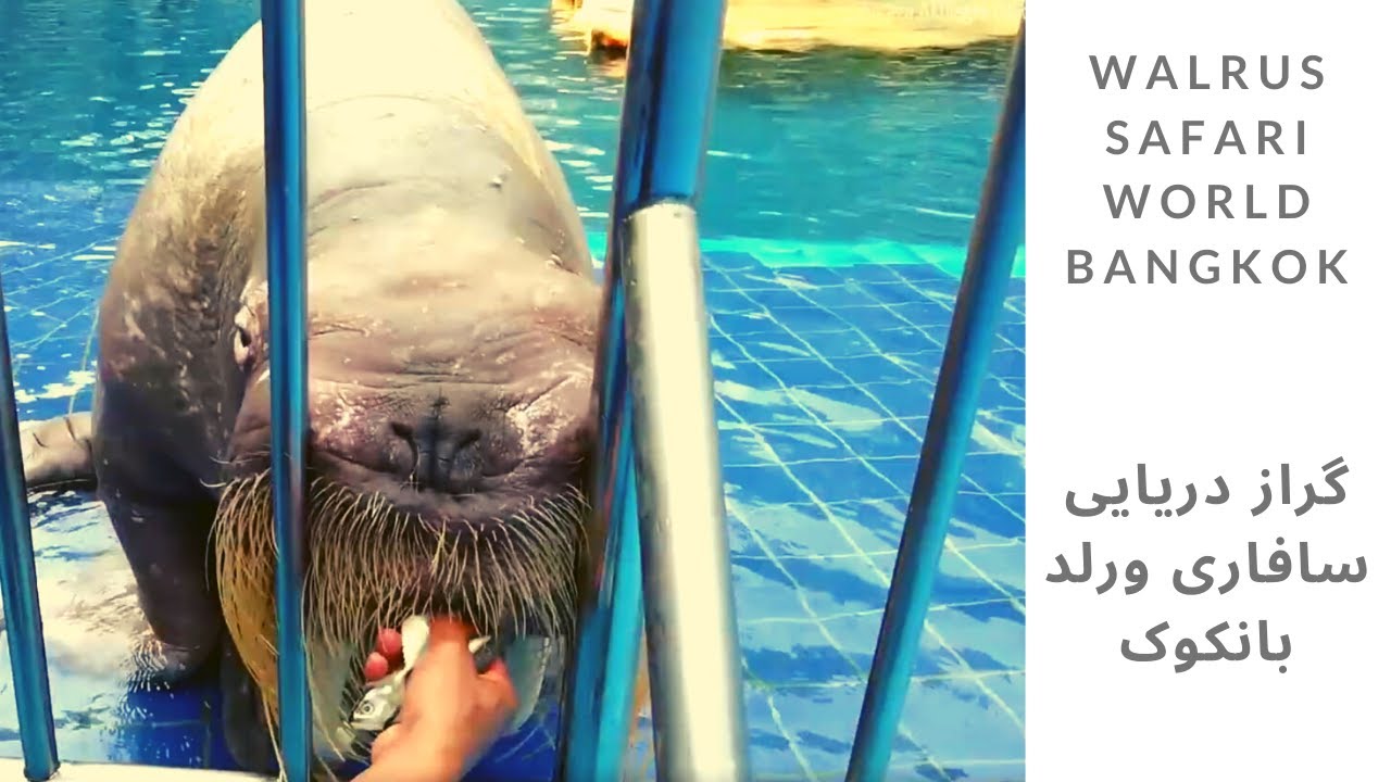 Walrus Eating Fishes, Bangkok Safari World, THAILAND || گراز دریایی ...