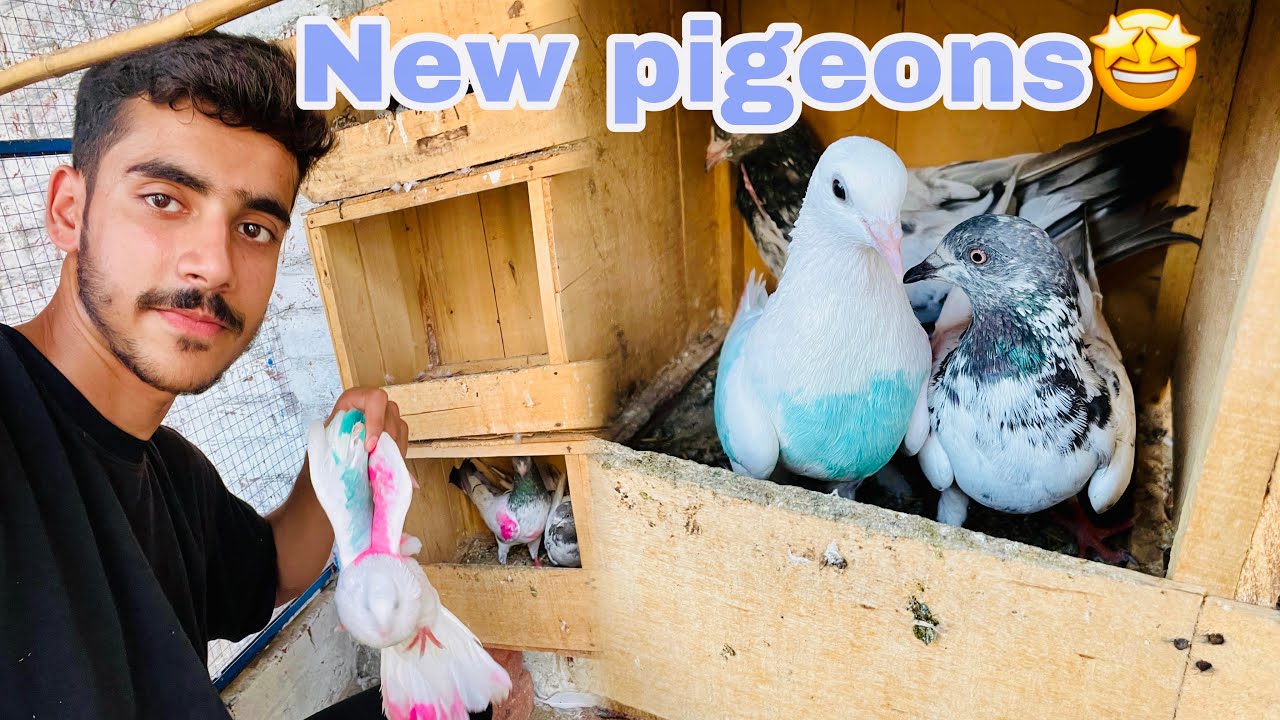 Pigeons New woo welcome to mine zoo🤩 - YouTube