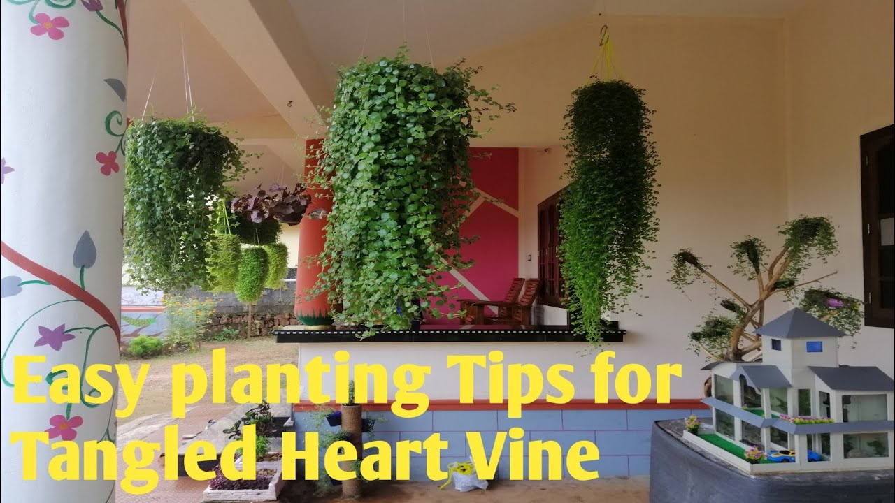 Tangled Heart vine planting Tips/ how to make tangled heart vine ...