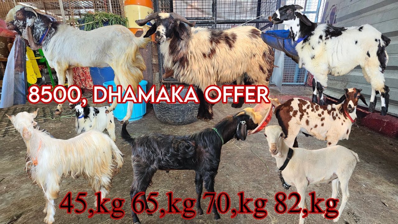 Sabse saste bade Qurbani ke Bakre / macharla Madurai Kotha Kashmiri ...