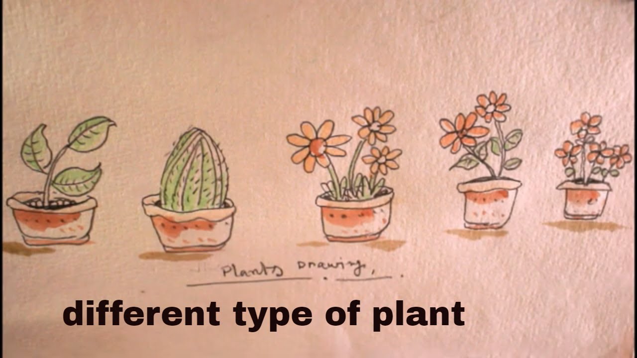 How TO Draw different type of plant/plant drawing for kids - YouTube