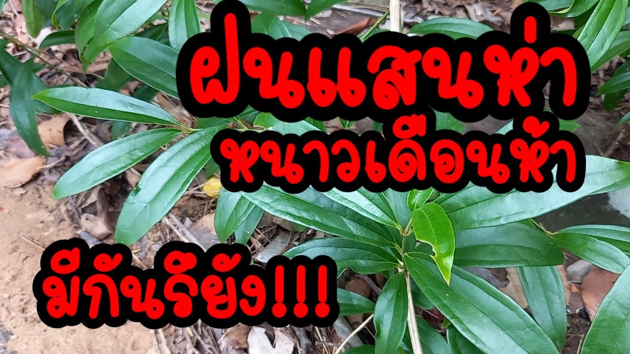 #EP. 45 #หนาวเดือนห้า #ฝนแสนห่า #พระขรรค์ชัยศรี #Myxopyrum # ...