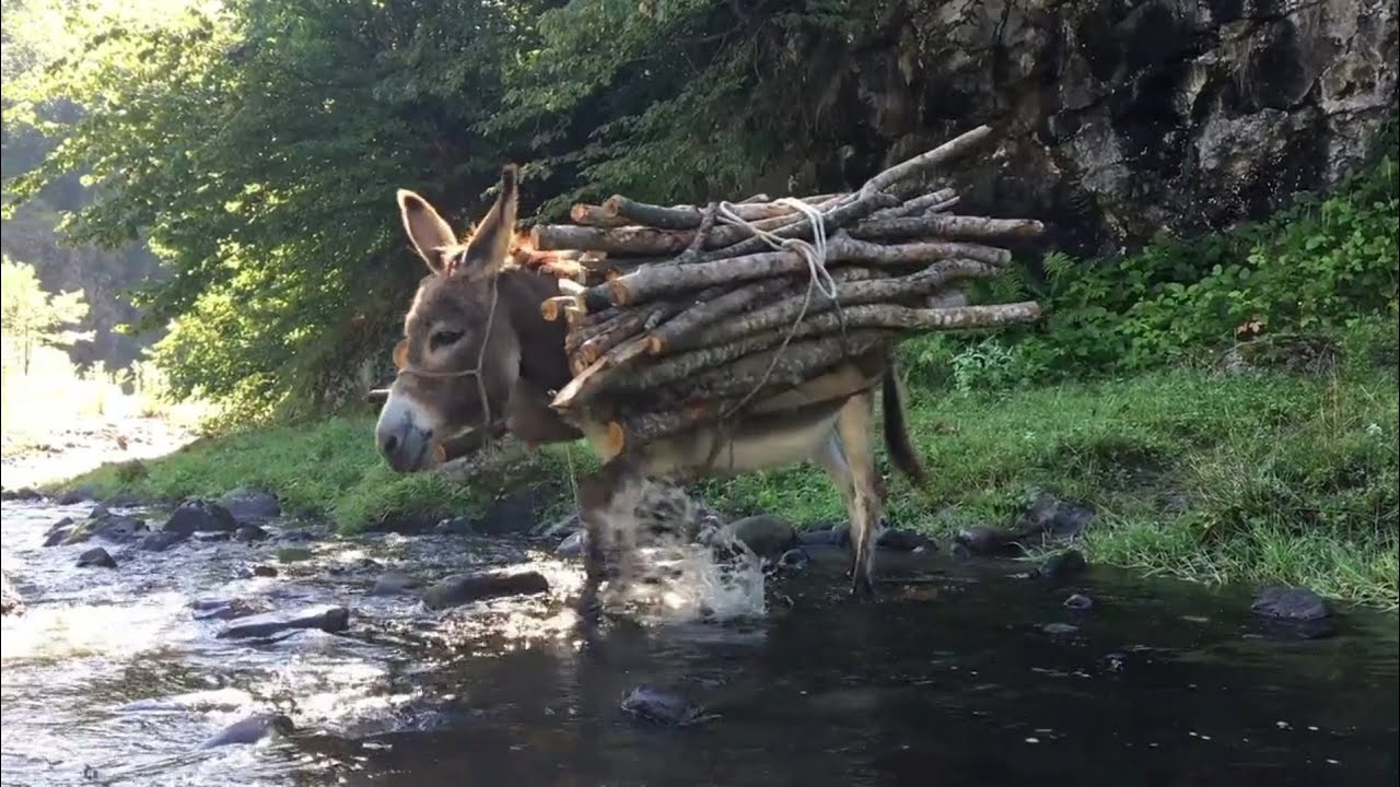 amazing animul - YouTube