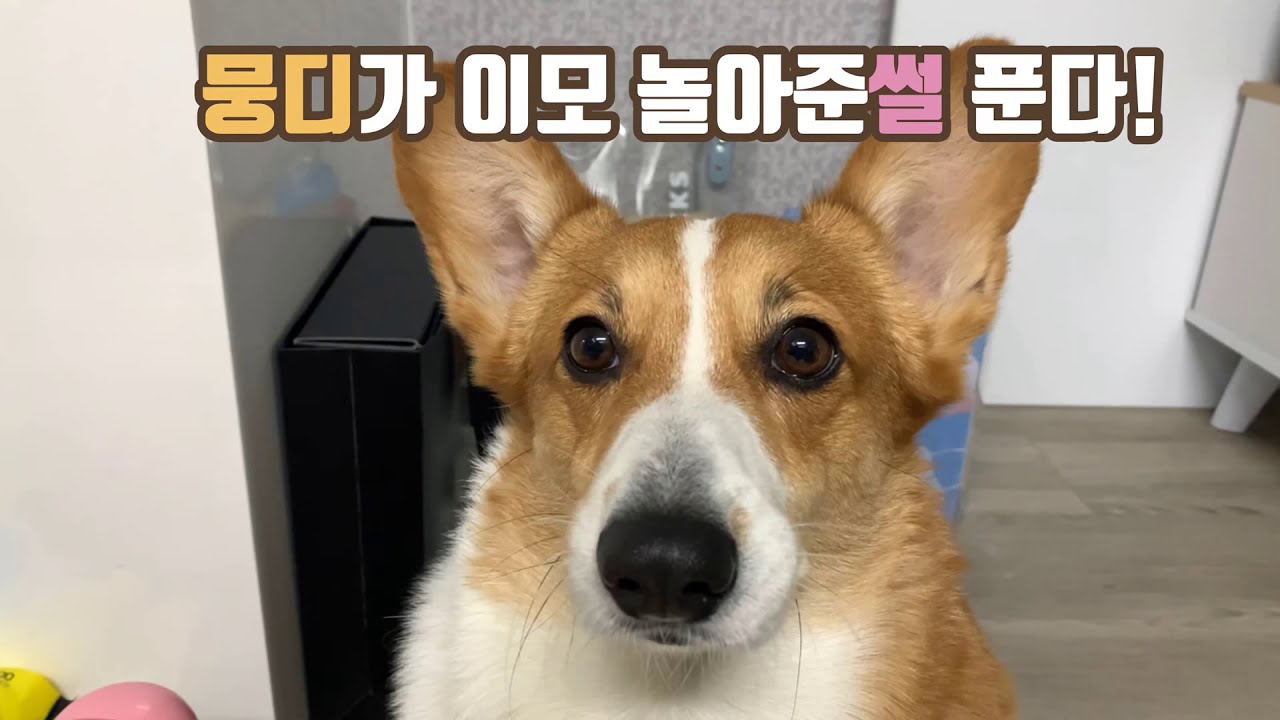 강아지 vs 인간 티키타카 | Corgi vs person Tiki-taka - YouTube